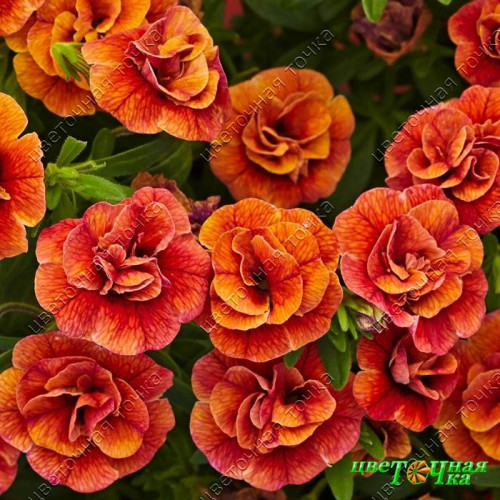 Калибрахоа Aloha Double Orange | flowerdot
