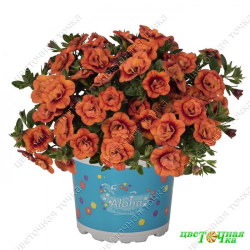 Калибрахоа Aloha Double Orange | flowerdot