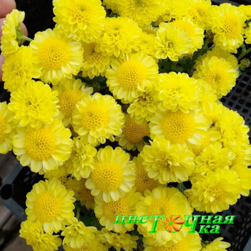Хризантема Elfie Yellow (№26 Мультифлора) | flowerdot